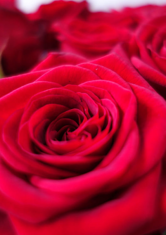 Bouquet de GRANDES roses ROUGES ET BLANCHES et FEUILLAGE - Livraison ...