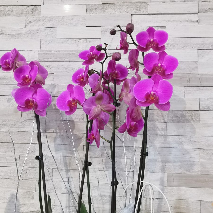 ATHÉNA - COMPOSITION D'ORCHIDÉES ROSES - Livraison Toulouse - Calypso ...