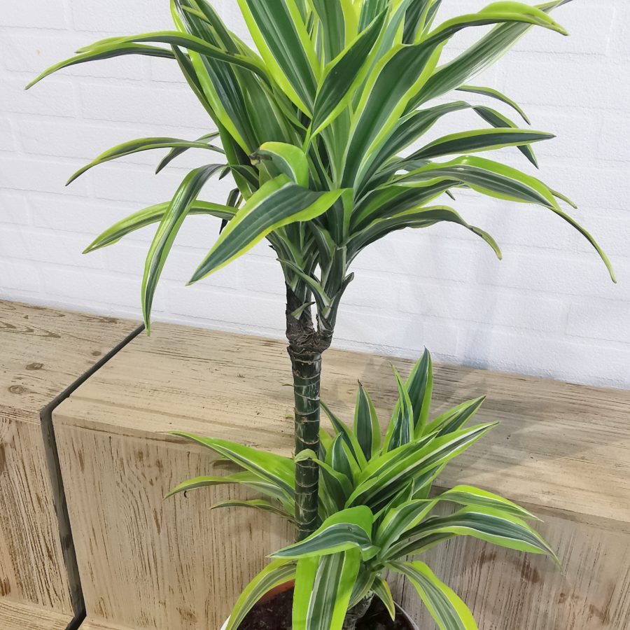 DRACAENA - Livraison Toulouse - Calypso Fleurs