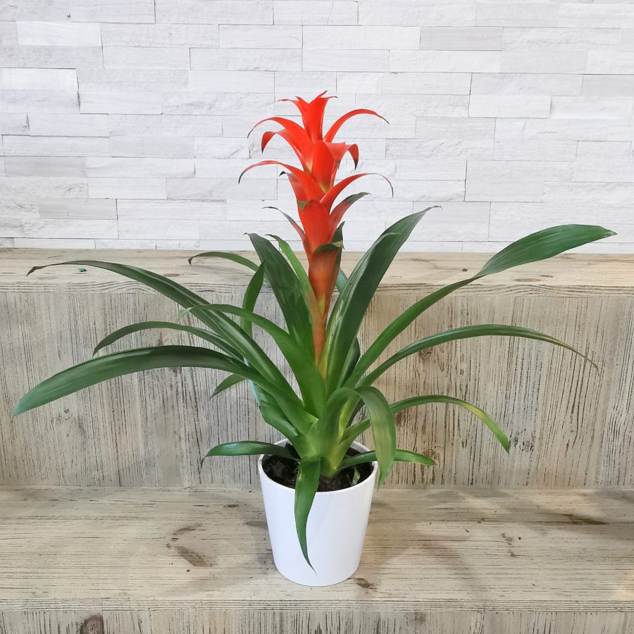 GUZMANIA ROUGE - Livraison Toulouse - Calypso Fleurs