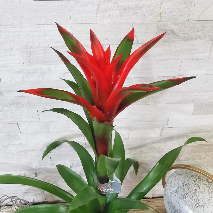 GUZMANIA ROUGE - Livraison Toulouse - Calypso Fleurs