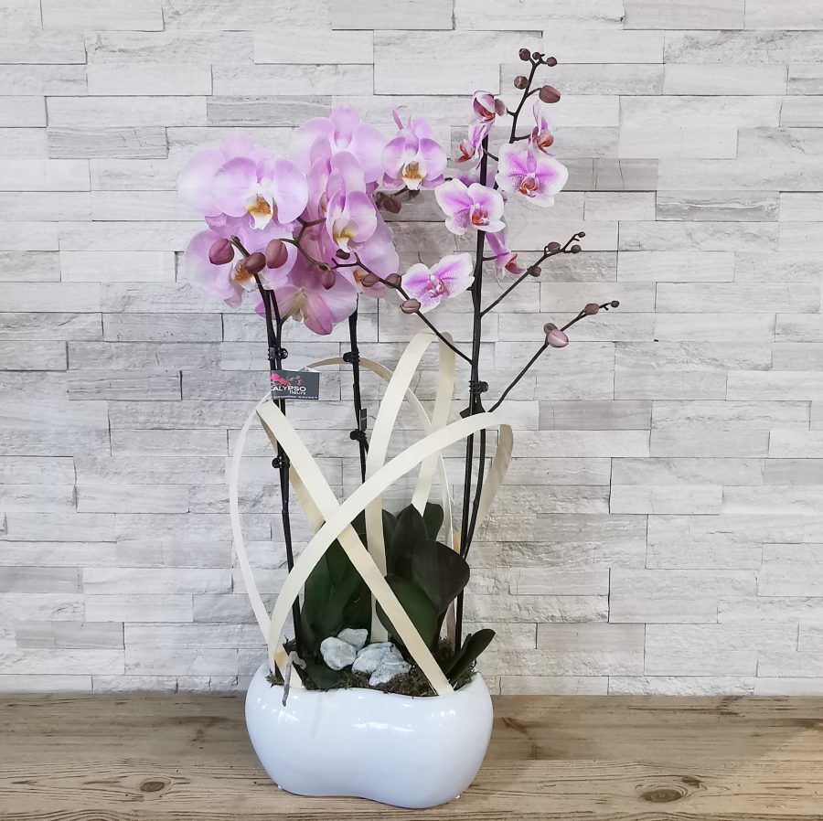 ATHÉNA - COMPOSITION D'ORCHIDÉES ROSES - Livraison Toulouse - Calypso ...