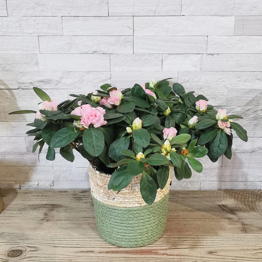 GUZMANIA ROUGE - Livraison Toulouse - Calypso Fleurs