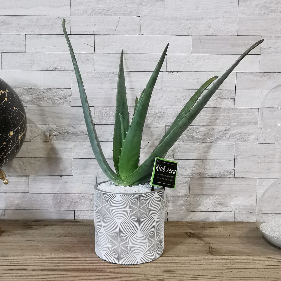 GUZMANIA ROUGE - Livraison Toulouse - Calypso Fleurs