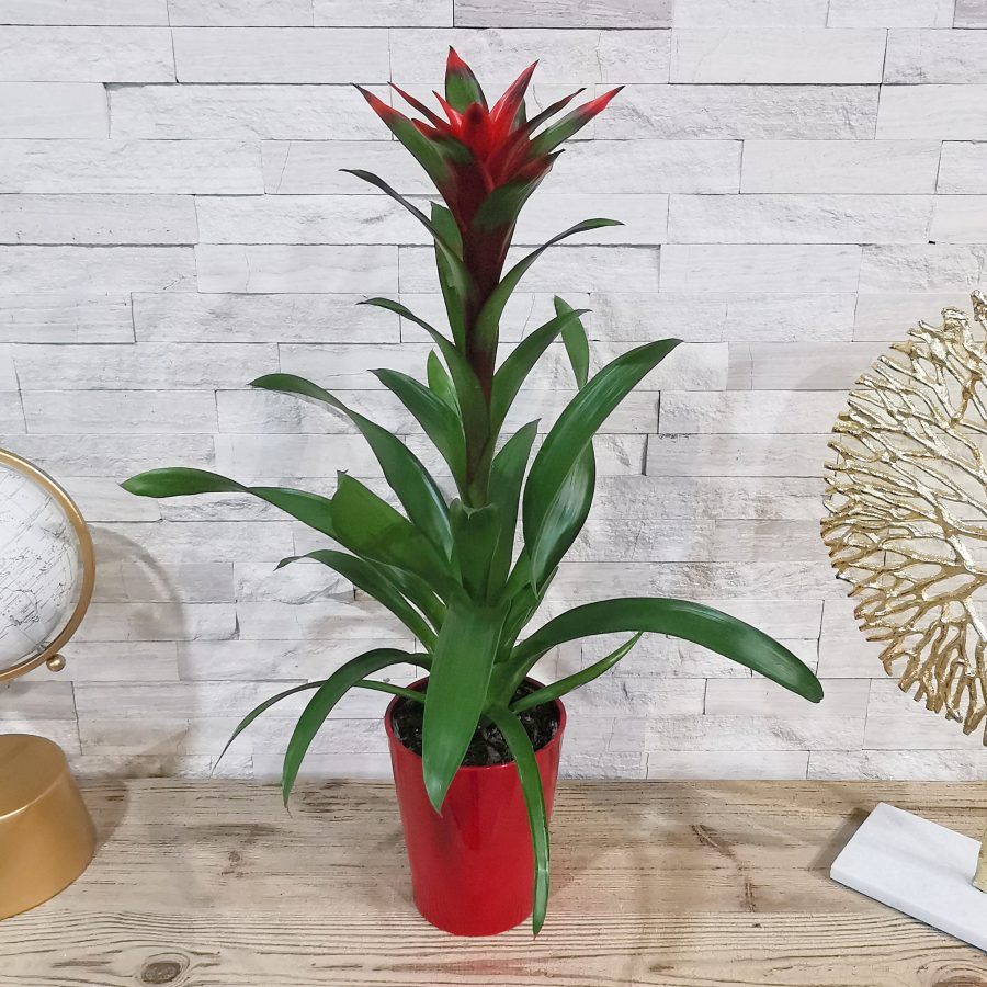 GUZMANIA ROUGE - Livraison Toulouse - Calypso Fleurs