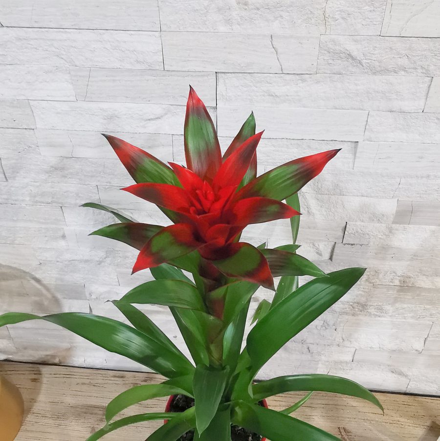 GUZMANIA ROUGE - Livraison Toulouse - Calypso Fleurs