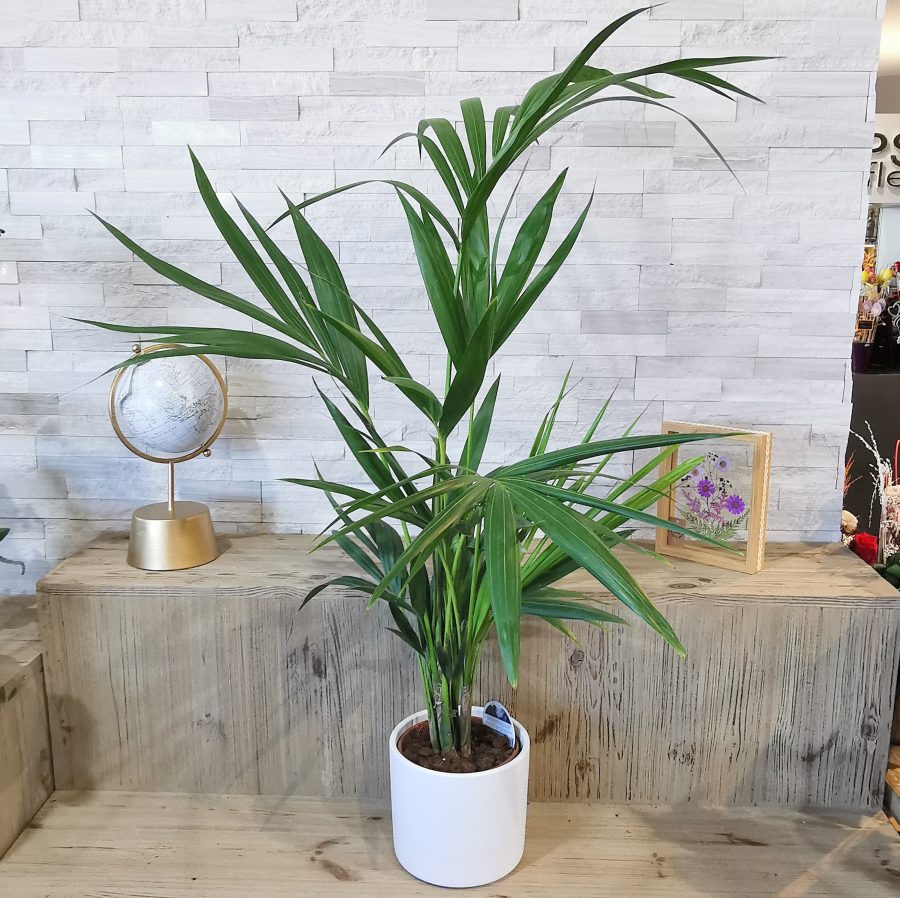 KENTIA - Livraison Toulouse - Calypso Fleurs