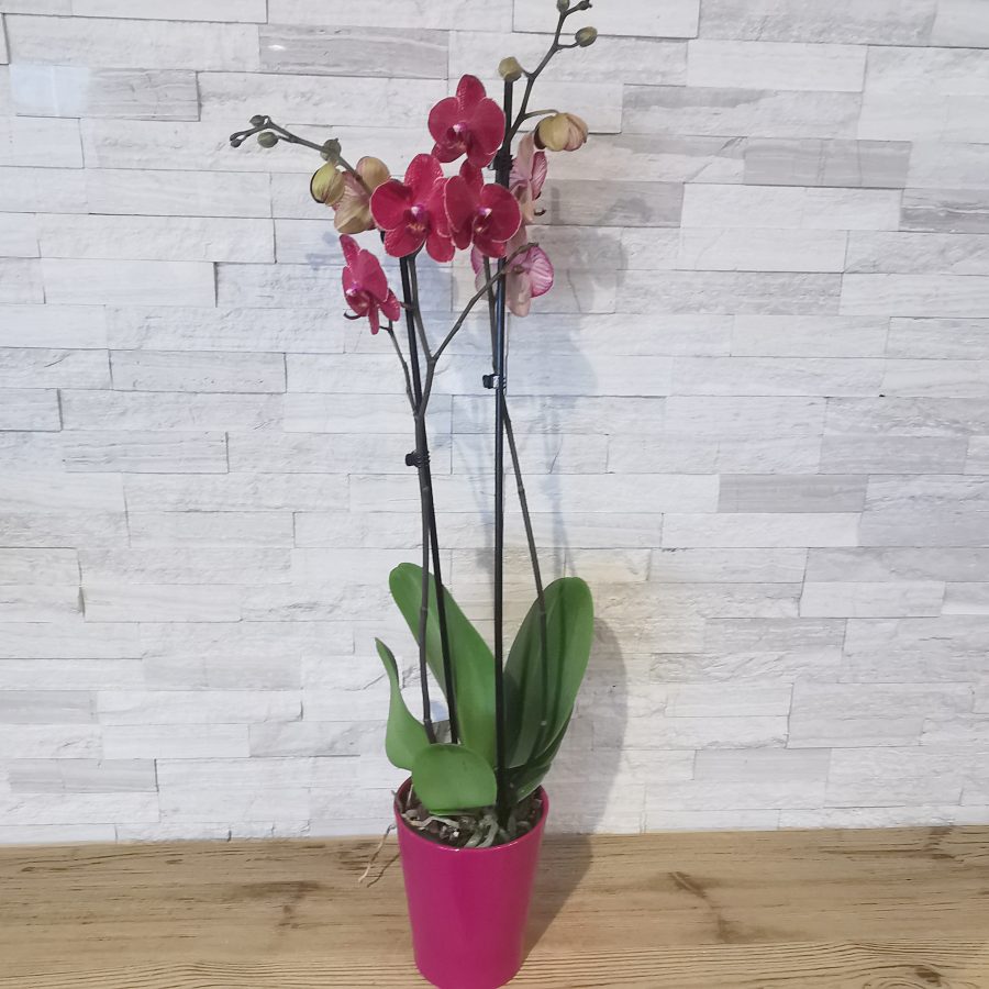 LOUISE - ORCHIDÉE ROUGE - Livraison Toulouse - Calypso Fleurs
