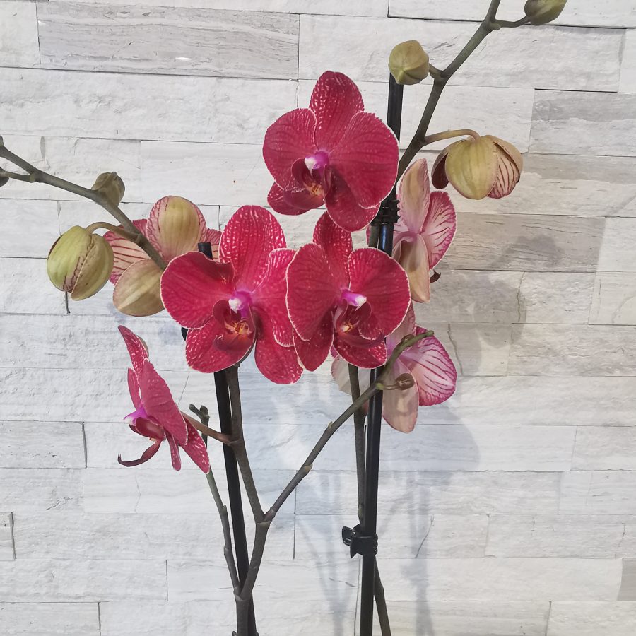 LOUISE - ORCHIDÉE ROUGE - Livraison Toulouse - Calypso Fleurs